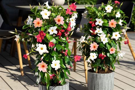 Dipladenia pflegen schneiden vermehren SCHÖNER WOHNEN