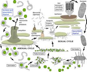 Lichen Labeled Diagram