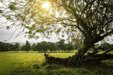 Natureza Ensolarado Pôr Do Sol Foto gratuita no Pixabay