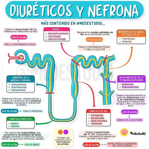 A Diagram Showing The Different Types Of Nerfona