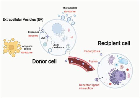 The Main Process Of Exosome Biogenesis And Release Most Cells In Human