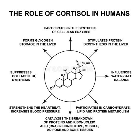 El Papel Del Cortisol En El Diagrama Del Cuerpo Ilustración del Vector