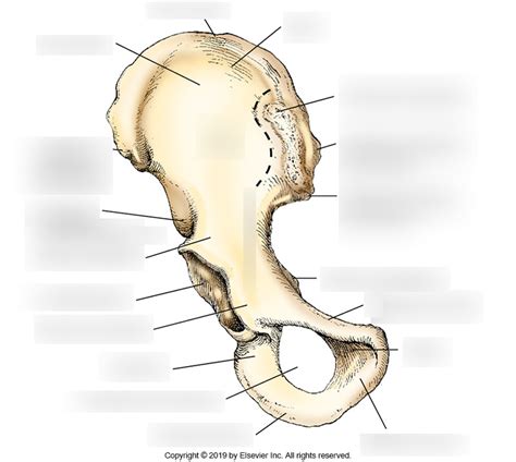 Anterior Aspect Of The Right Os Coxae Hip Bone Diagram Quizlet