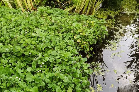 Nasturtium Officinale Rukiew Wodna Sadzawka Pl