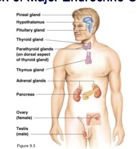 Endocrine Diagram Quizlet