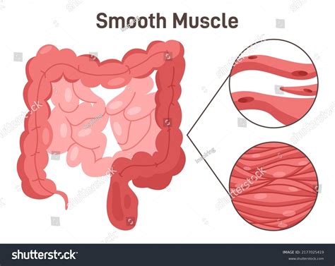 Nucleus Controls Cell Drawing Images Stock Photos D Objects