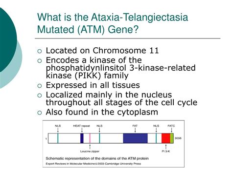 PPT ATM And Ataxia Telangiectasia PowerPoint Presentation Free