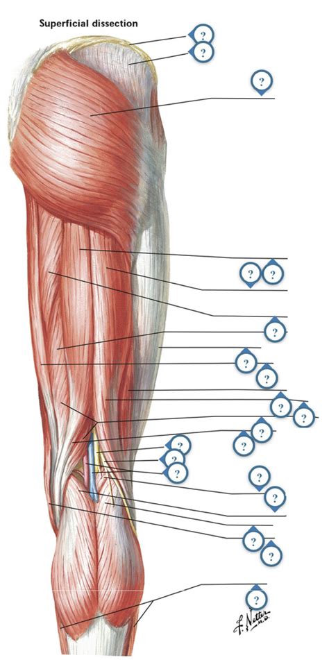 Muscles Of Thigh Posterior Superficial Layer Diagram Quizlet