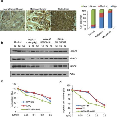 Inhibition Of HDACs EphA2 Signaling Axis With WW437 Demonstrates