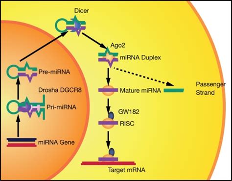 The Canonical MiRNA Biogenesis Pathway MiRNAs Are Produced From Long