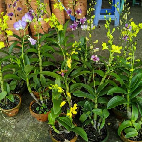 Anggrek Dendrobium Dewasa Spike Bunga Anggrek Dendrobium Lazada