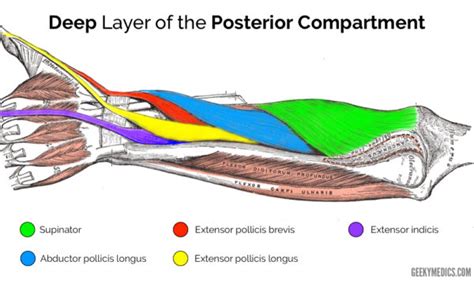 Muscles Of The Posterior Forearm Anatomy Geeky Medics