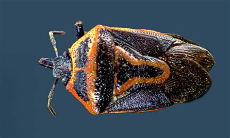 Types Of Stink Bugs You Should Know Epic Gardening