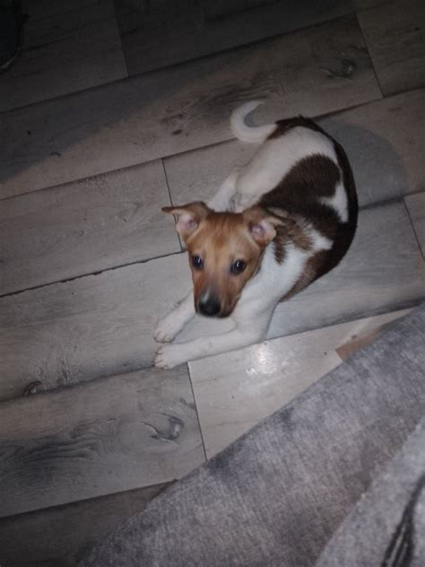 Oddam Za Darmo Pilnie Grudzi Dz Olx Pl