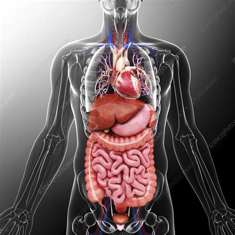 Human Internal Organs Artwork Stock Image F Science