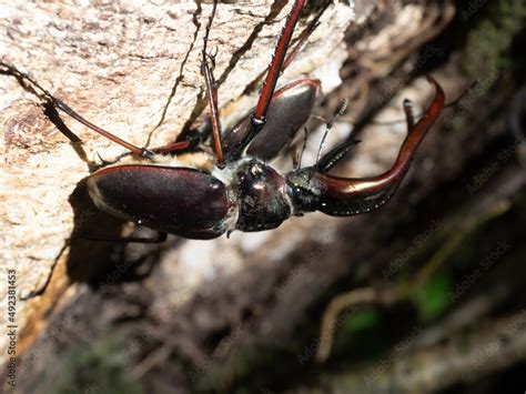 Closeup Of A Darwin S Beetle Chiasognathus Grantii Aka Stag Beetle