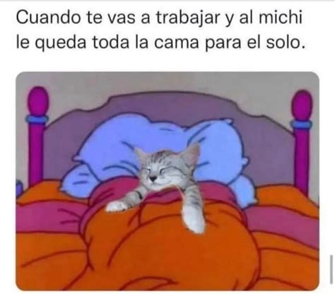 Cuando Te Vas A Trabajar Y Al Michi Le Queda Toda La Cama Para El Solo