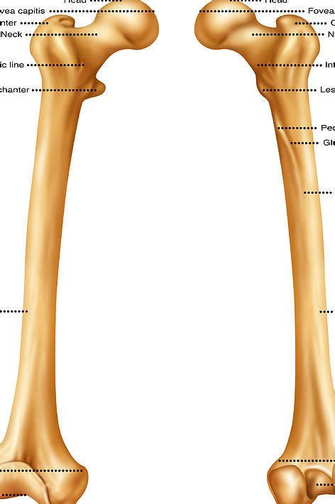 Femur Labeling Diagram Quizlet