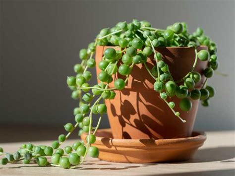 Cómo cuidar una planta rosario para que no se marchite y dé flores
