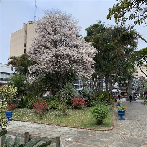 Praça Dermeval Barbosa mais charmosa a floração do ipê branco