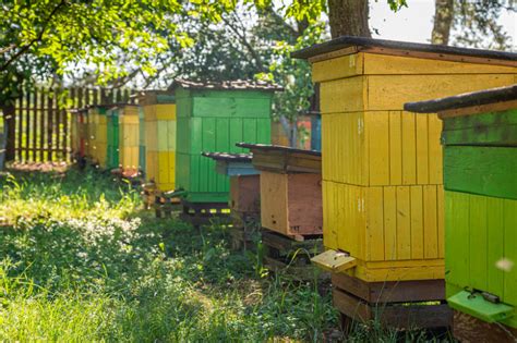 Duże zainteresowanie pomocą do przezimowanych rodzin pszczelich