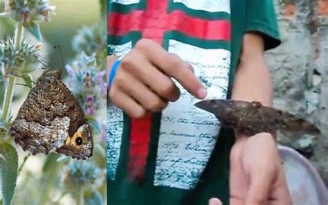 LA LEYENDA DE LA MARIPOSA NEGRA Tu Cuerpo En Salud
