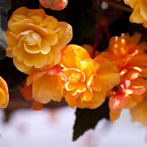 Begonia Plugs X12 With Compost And Planter Gardening Direct