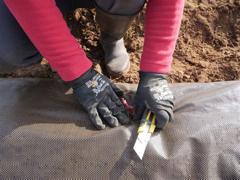 Une Plantation XXL Le Caveau Bugiste