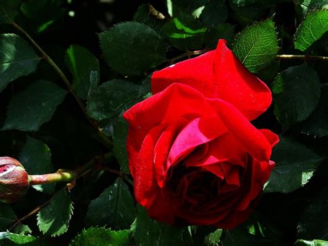 Rose Flower Romantic Free Photo On Pixabay Pixabay