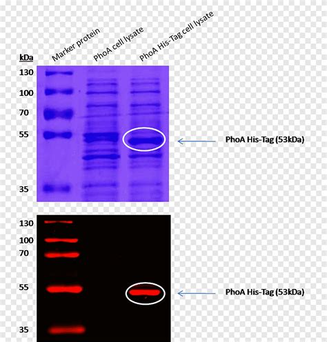 Moarte Doar Fao Bici Sds Page Electrophoresis Marker Map Bibliografie