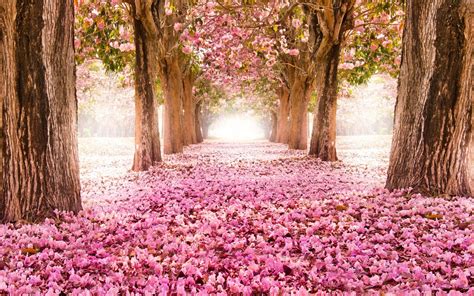 Nature In Pink Wallpapers Wallpaper Cave