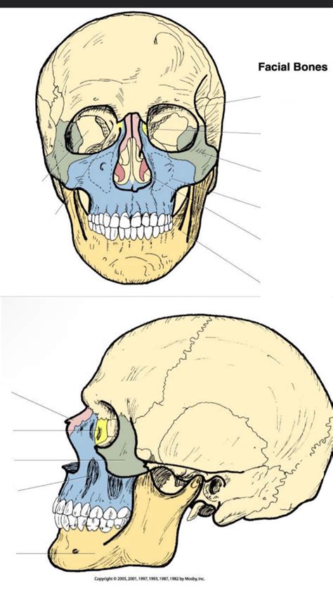Facial Bones Diagram Quizlet