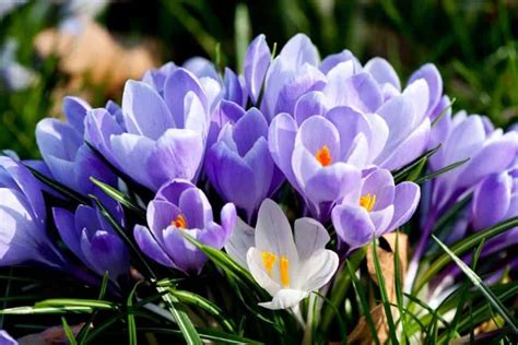 8 Tips For Beautiful Landscaping Under Oak Trees