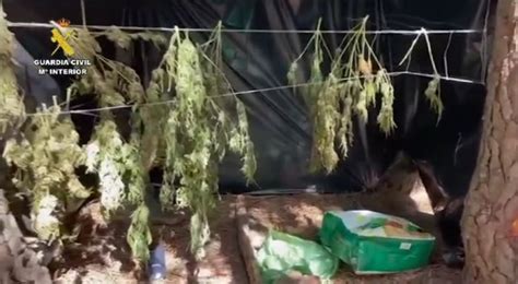 La Guardia Civil desmantela una plantación de marihuana en Sierra Bermeja