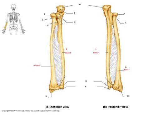 Ulna Diagram Quizlet