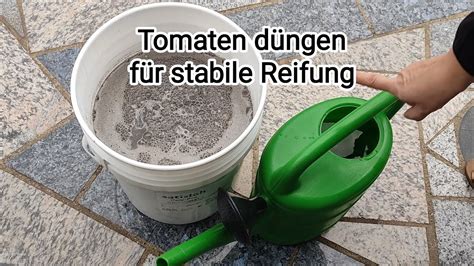 AugustTomaten jetzt gießen düngen Und wenn dann womit düngen