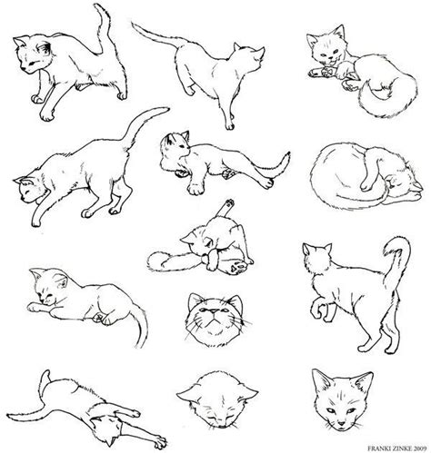 怎么画猫猫的详细画法 知乎