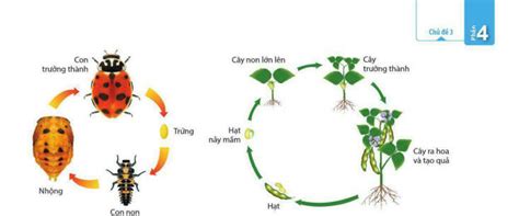 Lý thuyết Khái quát về sinh trưởng và phát triển ở sinh vật Cánh diều