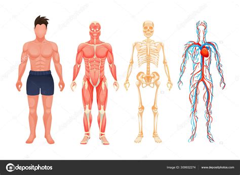 Vetores de Estrutura Anatômica Do Corpo Humano Grupos Musculares