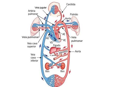 Veias do Corpo Humano Toda Matéria