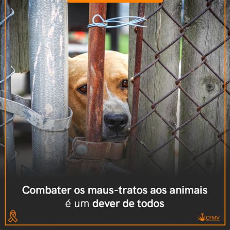Combater os maus tratos aos animais é um dever de todos CRMV RN