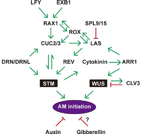 Summary Diagram Of Transcription Factors And Phytohormones Controlling