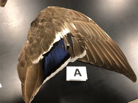 North American Waterfowl WING ID Quiz Flashcards Quizlet