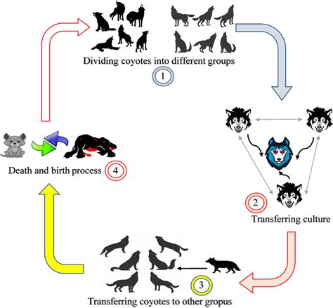 the schematic flowchart of the coyote optimization algorithm download scientific diagram