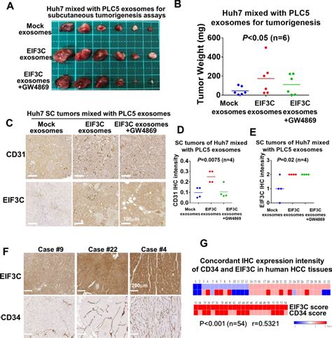 Eif C Enhanced Exosome Secretion Promotes Angiogenesis And