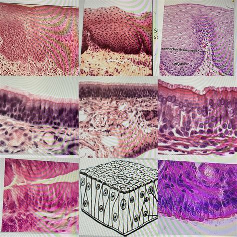 HUMAN ANATOMY HISTOLOGY FILL OUT 4 Diagram Quizlet