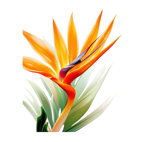 Bird Of Paradise Tropical Flower Bird Of Paradise Tropical Flower