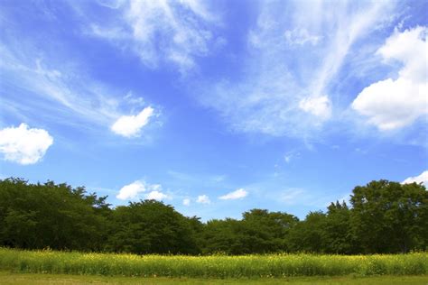 Fotos gratis paisaje árbol naturaleza bosque césped horizonte