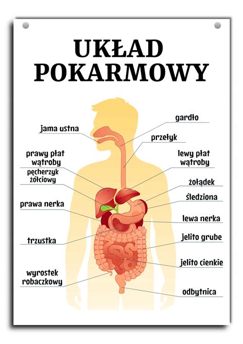 Tablica Edukacyjna Uk Ad Pokarmowy Cz Owieka A Allegro Pl