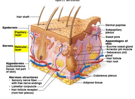 Integumentary System Flashcards Quizlet